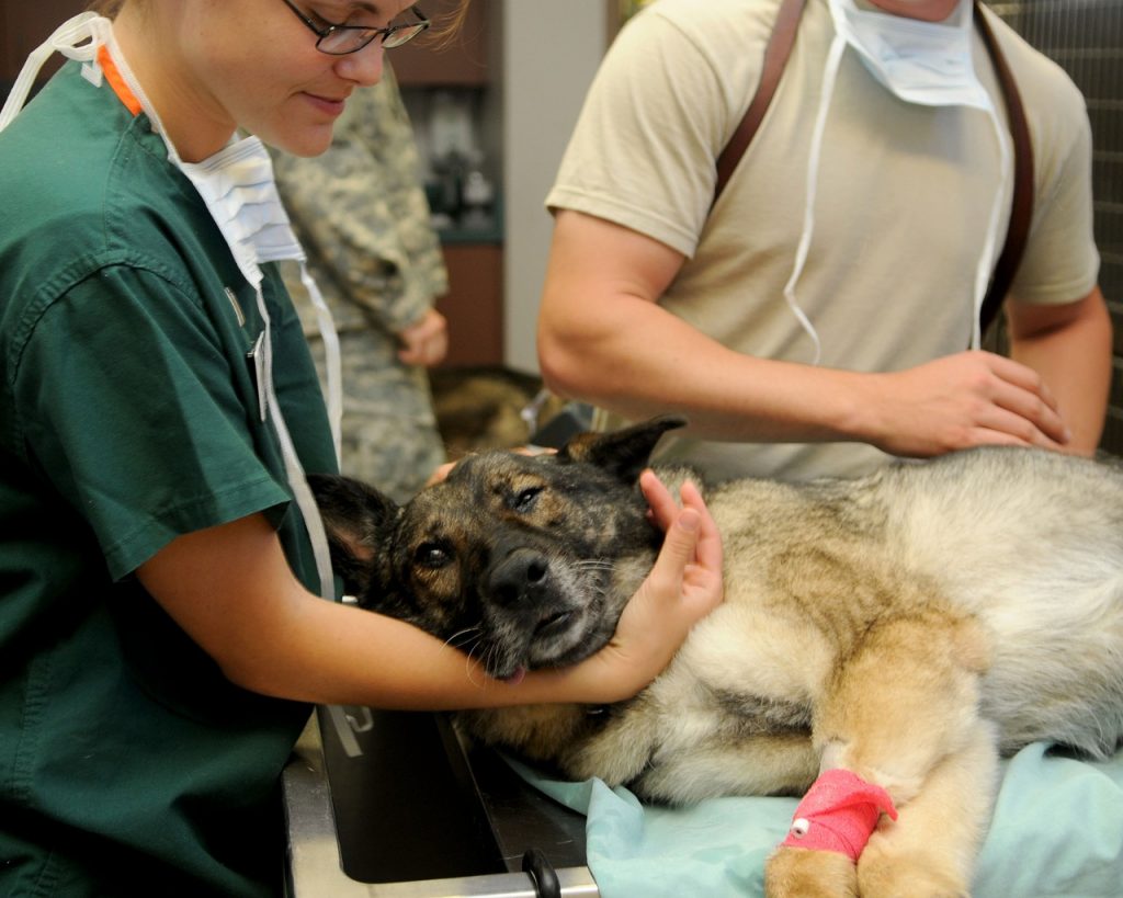The Top 10 Pet Veterinarians in Nairobi | The Best in Kenya